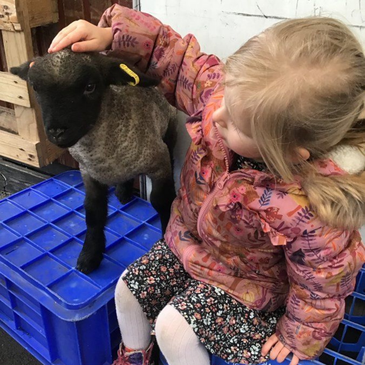 Prees CE Primary School and Nursery - Wonderful Wooly Visitors