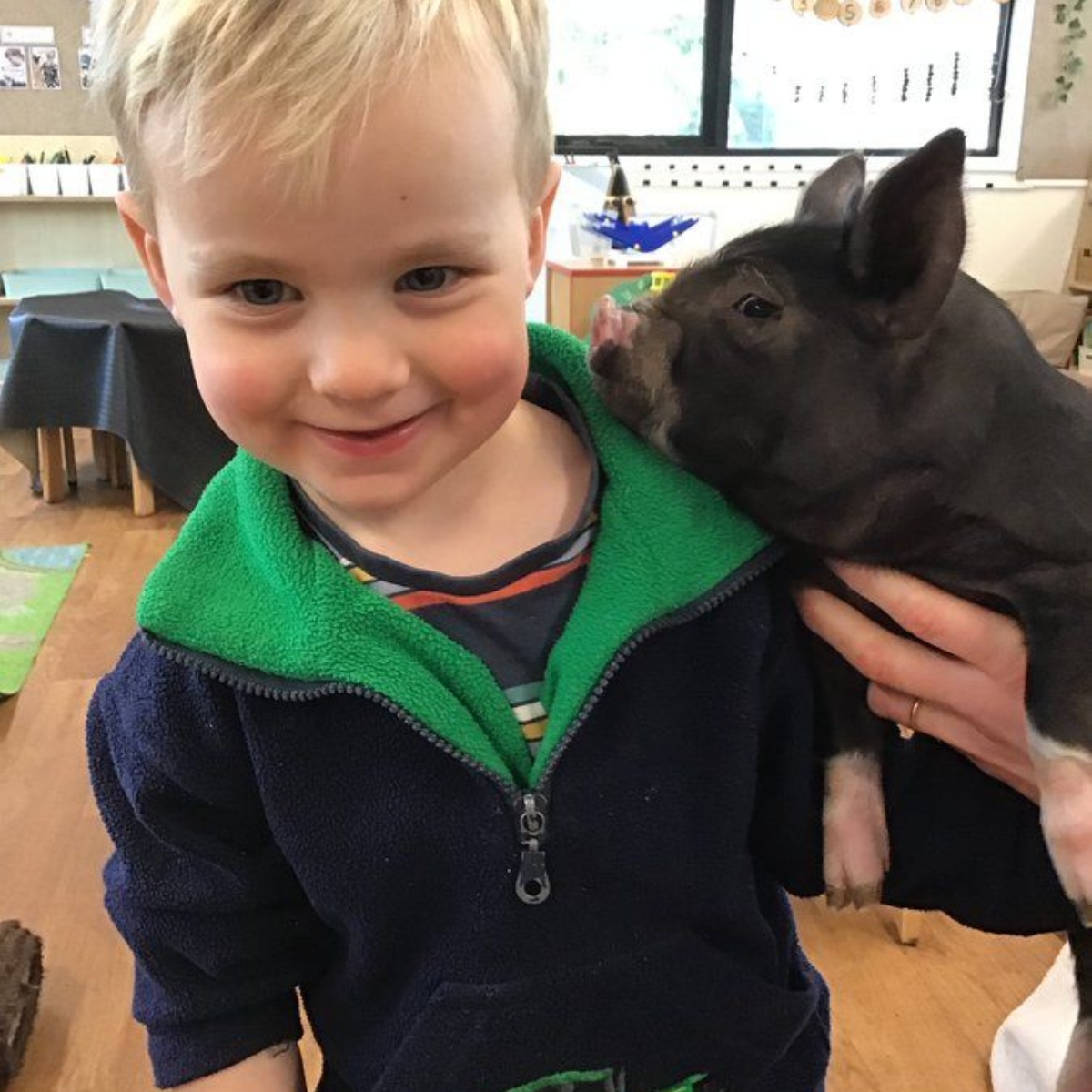 Prees CE Primary School and Nursery - Piglet Visitors