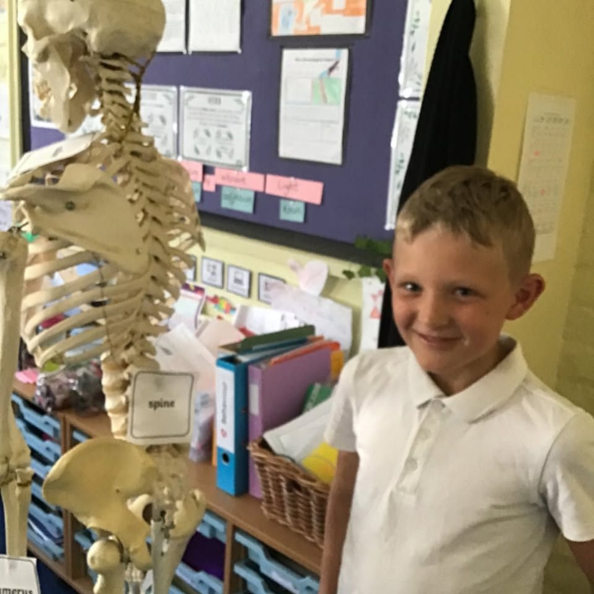 Prees CE Primary School and Nursery - Our Skeleton Fascinates Year 5